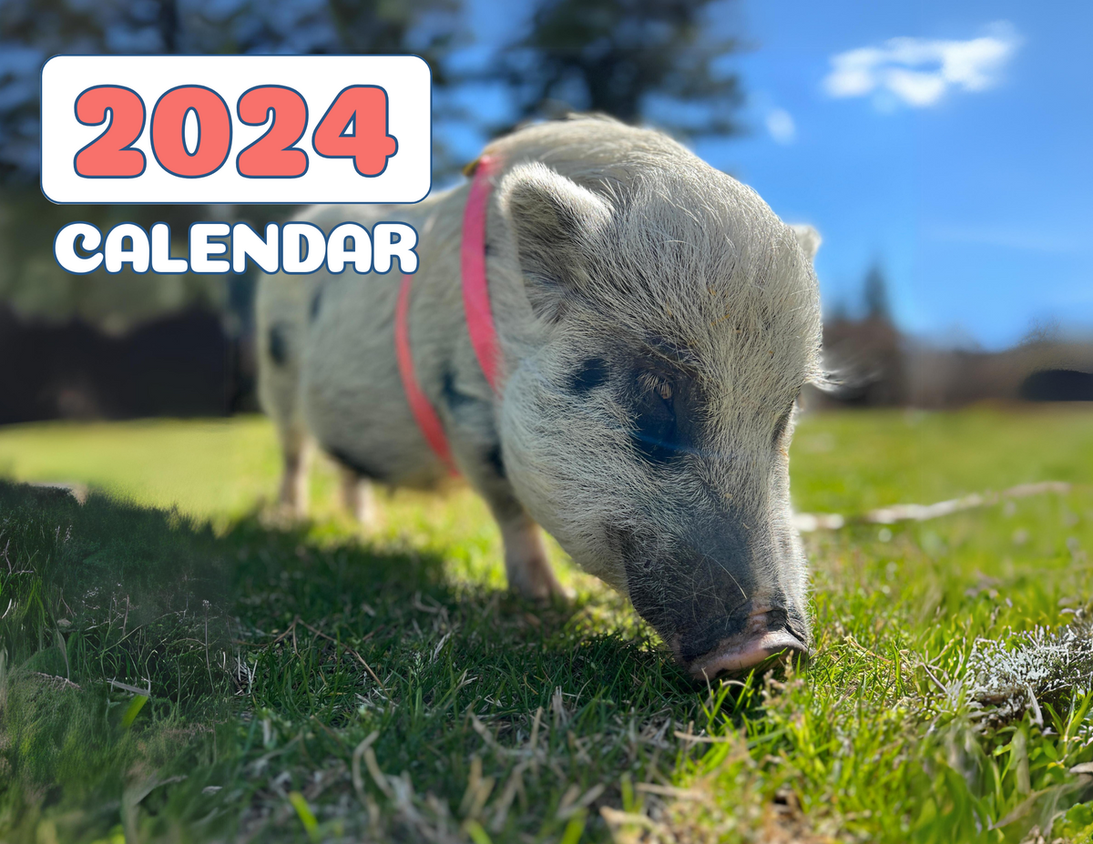 Life With Pigs 2024 Calendar – Life with Pigs Farm Animal Sanctuary